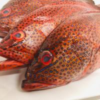 MEROU POINTS BLEUS FRAIS SAUVAGE CAL 600/800G - Fréjus